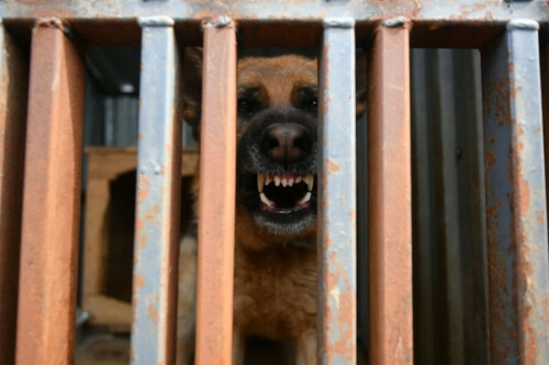 Двое суток в реанимации, швы на лице: разъяренный бойцовый пес едва не растерзал ребенка (фото ...