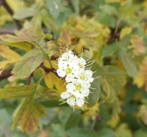В Благовещенске зацвел боярышник Amur.Life
