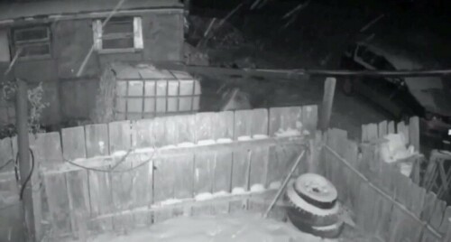 Амурский тигр напал на собаку и утащил в лес (видео 18+) Amur.Life