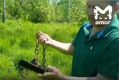 Соцсети: тигр унес с дальневосточного аэродрома 80-килограммового Шерифа (видео) Amur.Life