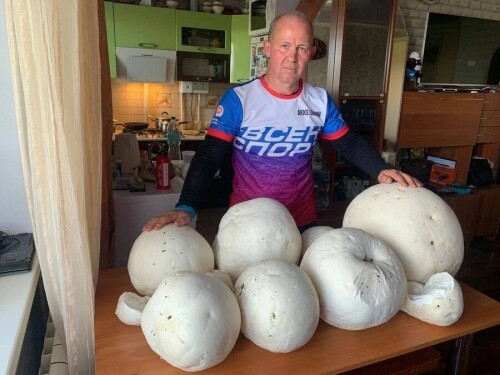 Мужчина вышел на пробежку и наткнулся на гриб весом 20 килограммов Amur.Life