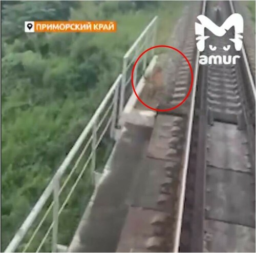 Поезд обезглавил амурского тигра Amur.Life