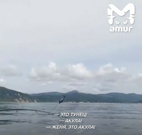 Приморцы выловили на удочку акулу Amur.Life