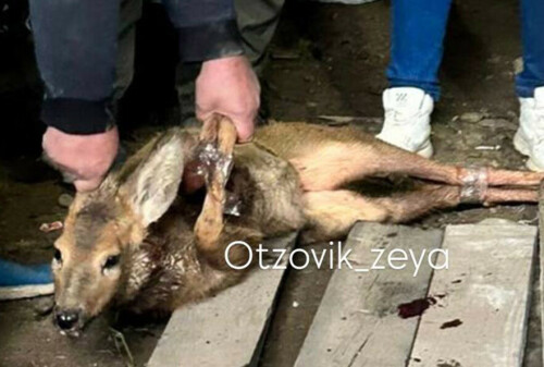 В Зее девушка веником отогнала озверевших собак, терзавших косулю (видео 18+) Amur.Life