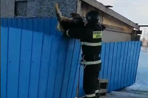 В Усть-Ивановке пожарные выручили из беды сторожевую собаку (видео) Amur.Life