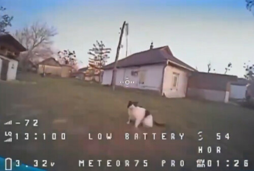 Русский котик сбил лапкой украинский дрон (видео) Amur.Life