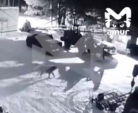 Тигр зашёл в город Хабаровского края Amur.Life