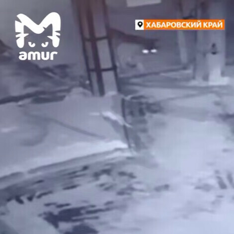 Тигр прогулялся по ночному городу в Хабаровском крае и попал на видео Amur.Life