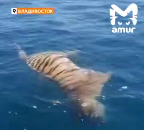 Погибшего тигра обнаружили в море у Владивостока Amur.Life