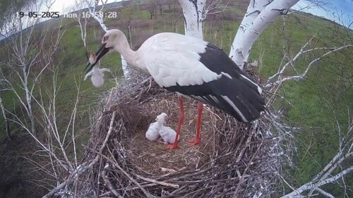 Впечатлительным не смотреть: в Приамурье аист продолжает безжалостно избавляться от птенцов под ...